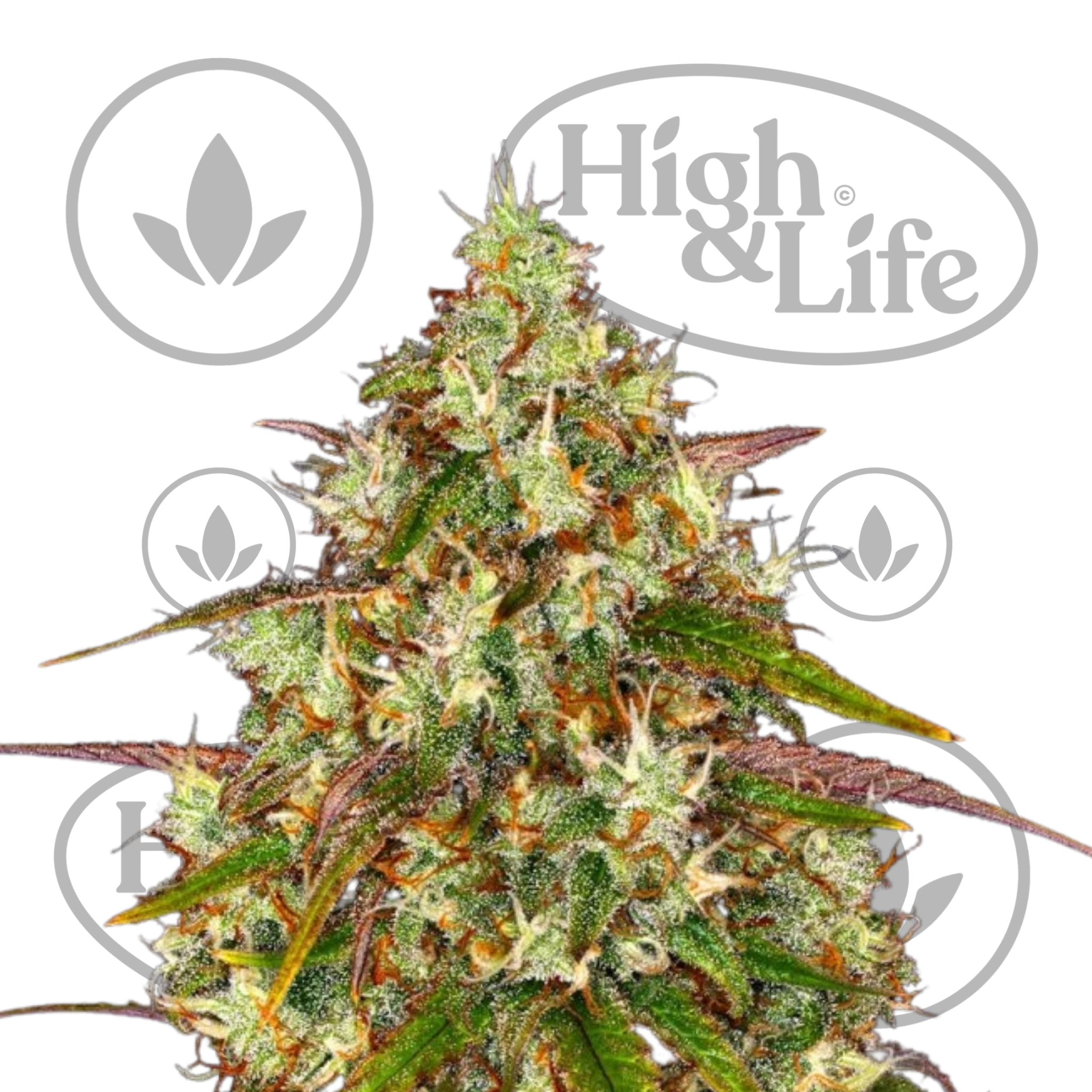 Liberty Haze (Feminisoitu) – Barney's Farm Kannabiksen Siemenet ...