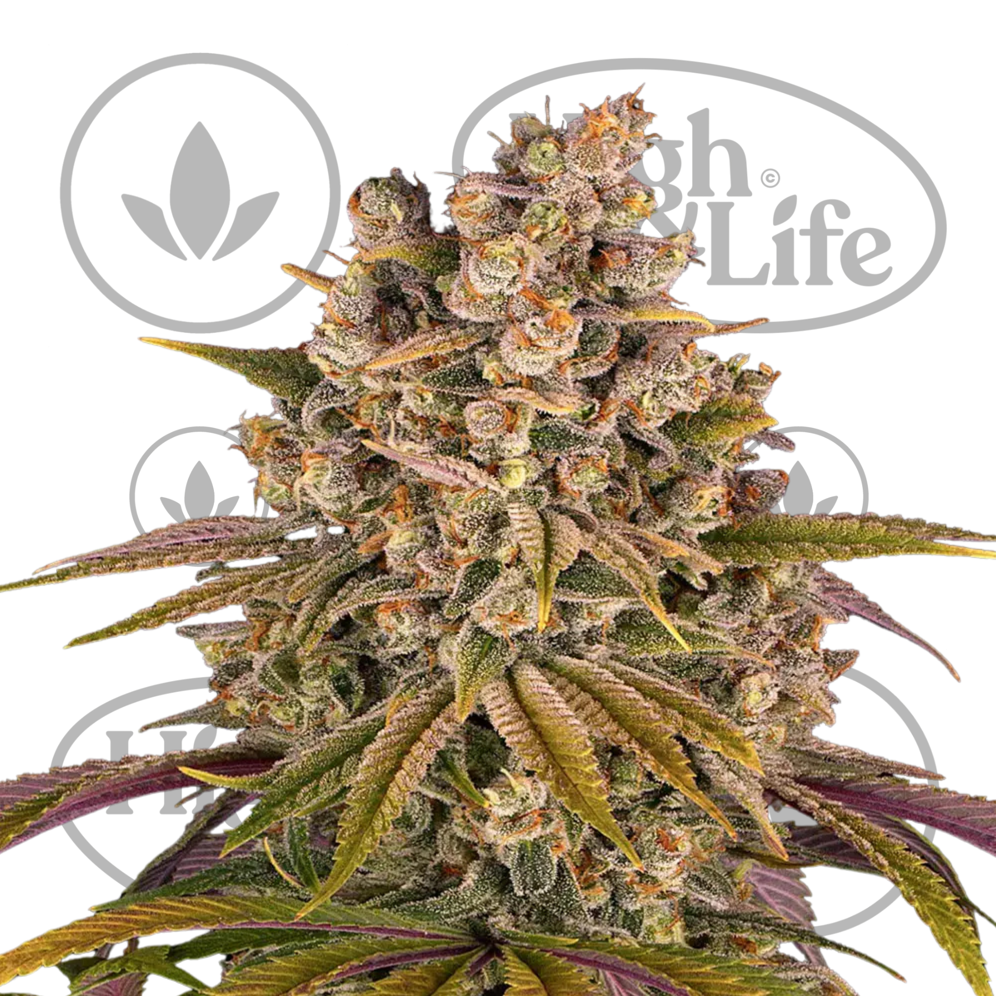 Lemon Tree Feminisoitu – Barney's Farm Kannabiksen Siemenet | Highlife ...