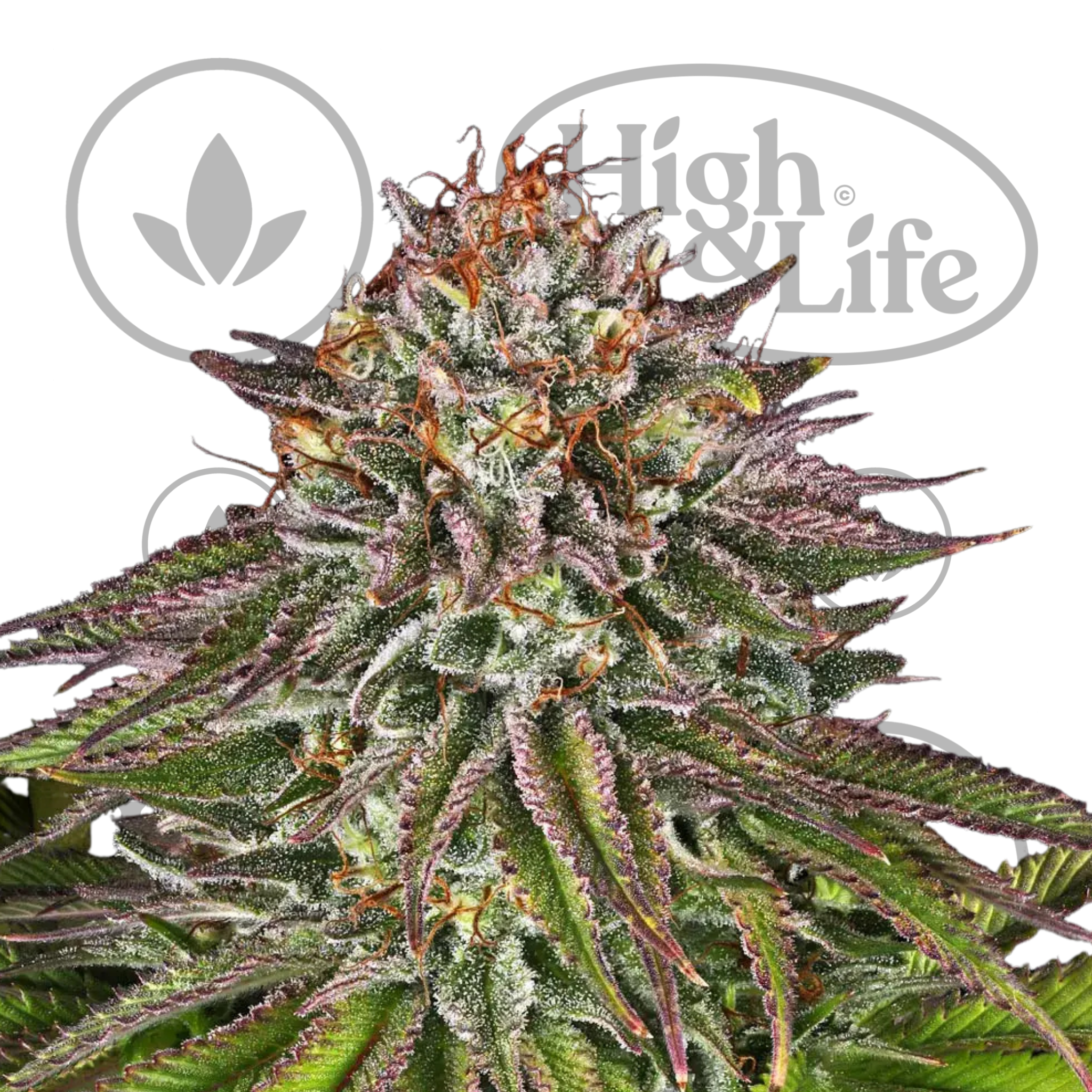 Critical Kush (Feminisoitu) – Barney's Farm Kannabiksen Siemenet ...