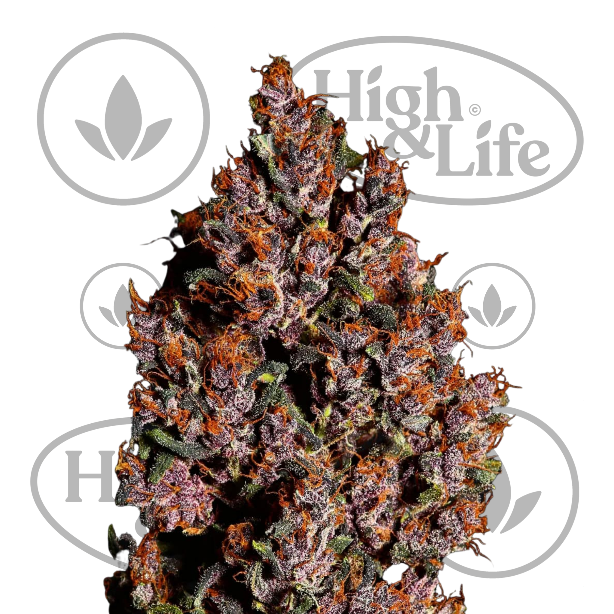 Crystal Meth Auto (Feminisoitu Auto) – Fast Buds Kannabiksen Siemenet ...
