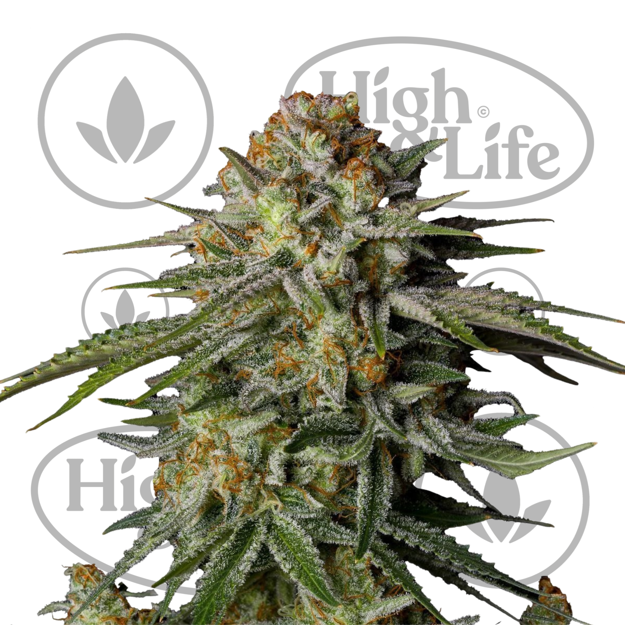 GG4 Sherbet FF (Feminisoitu Fast) – Fast Buds Kannabiksen Siemenet ...