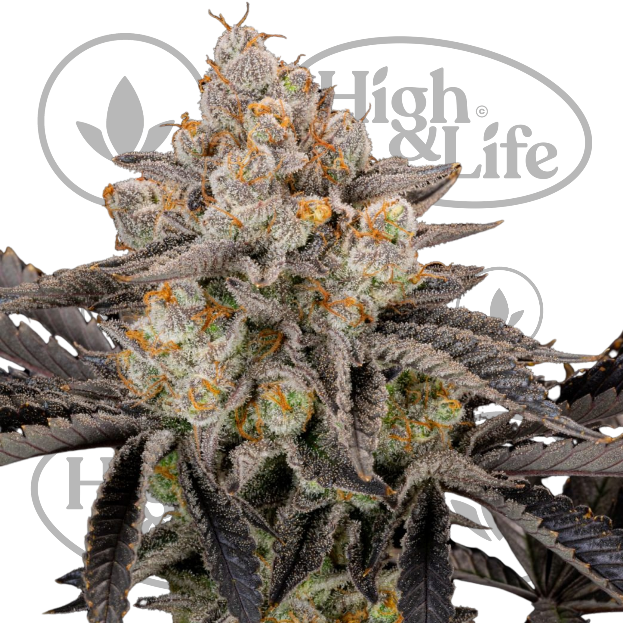 Gorilla Cookies FF (Feminisoitu Fast) – Fast Buds Kannabiksen Siemenet ...