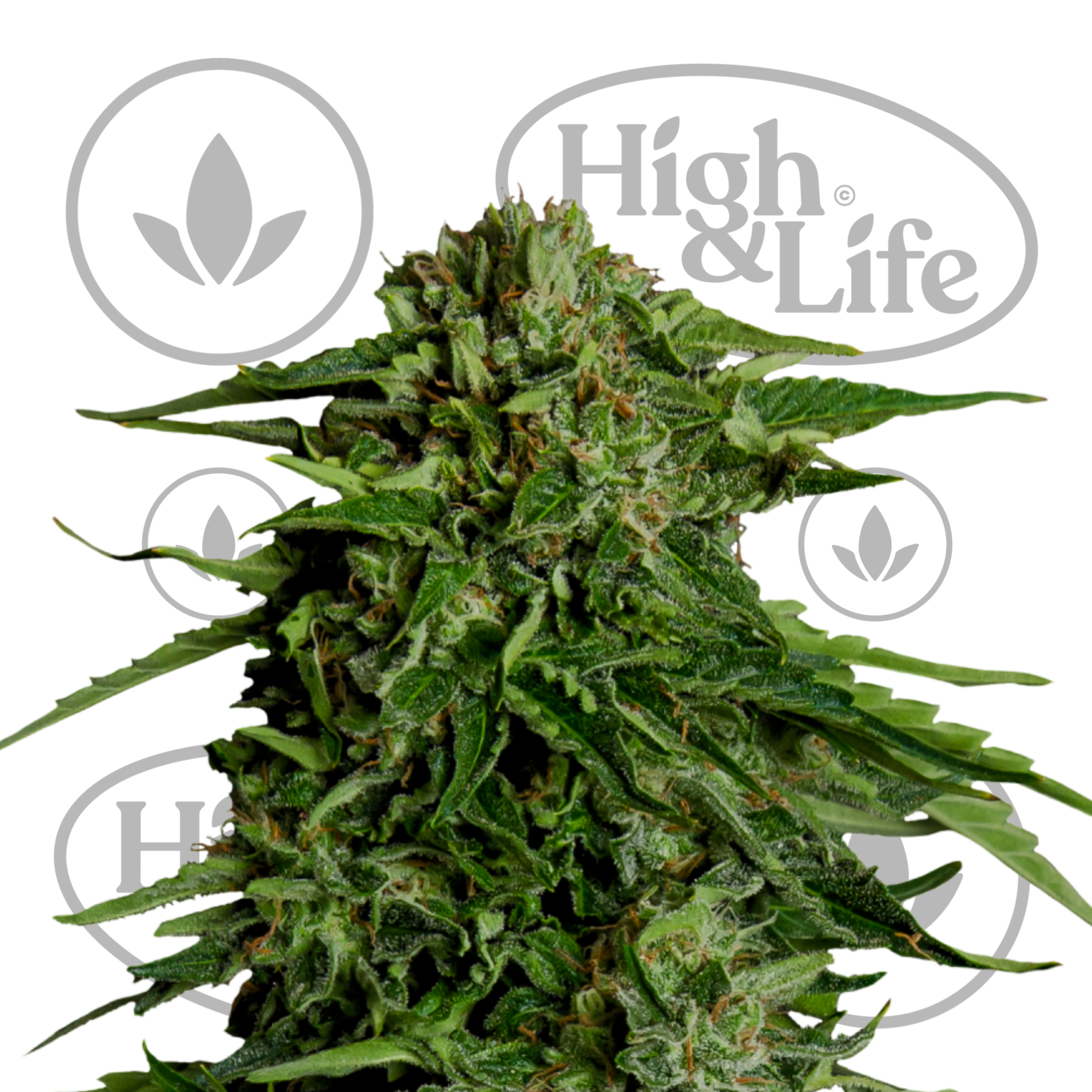 Epsilon F1 Auto (Feminisoitu Auto) – Royal Queen Seeds Kannabiksen ...