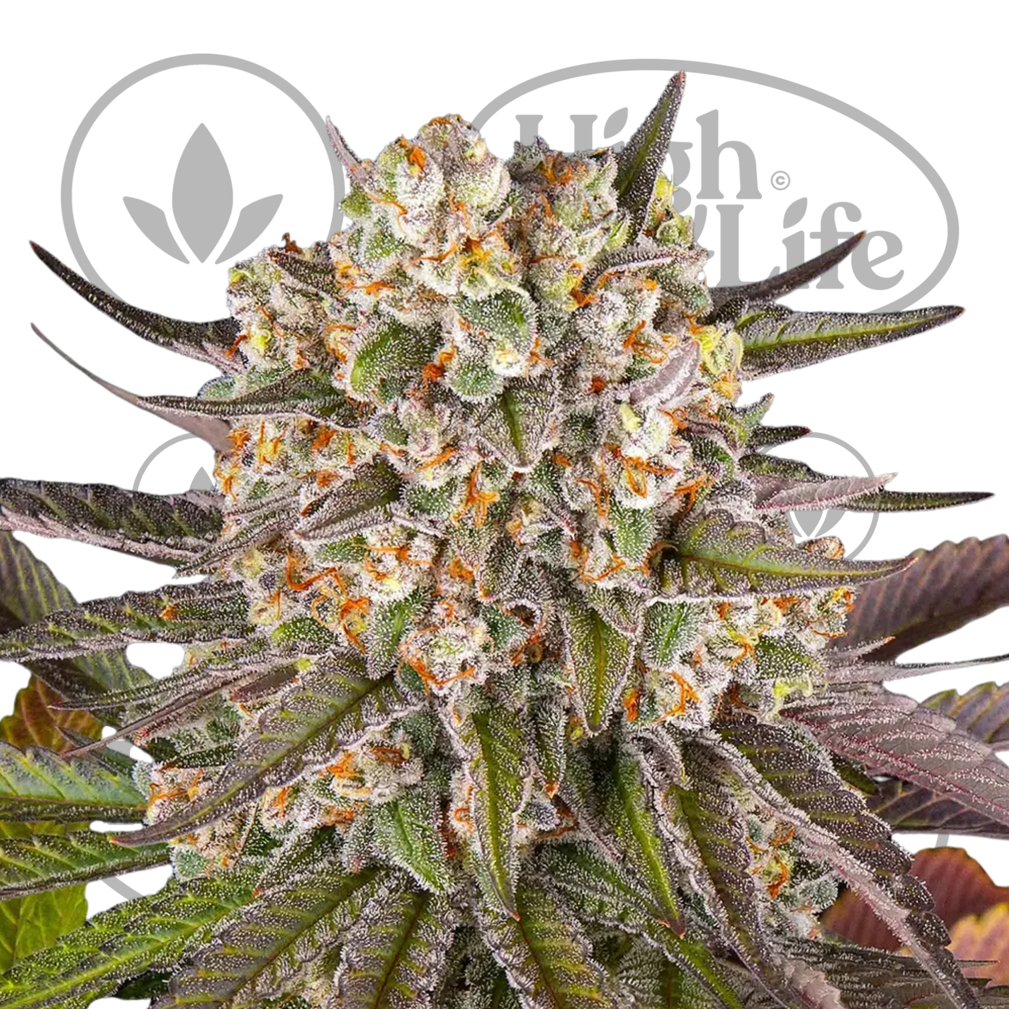 Limoncello (Feminisoitu) – Barney's Farm Kannabiksen Siemenet ...