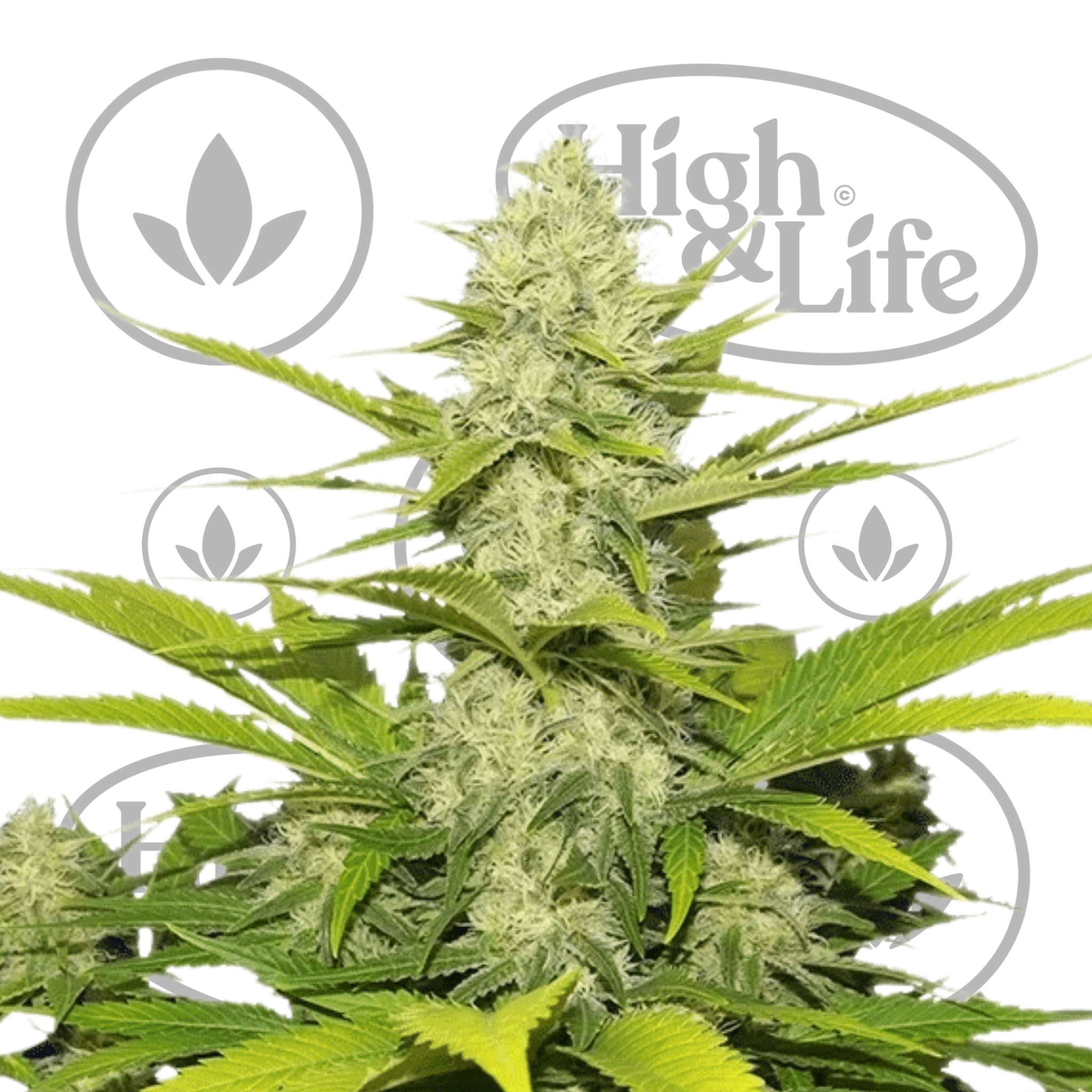 Skunk XL (Feminisoitu) – Royal Queen Seeds Kannabiksen Siemenet ...