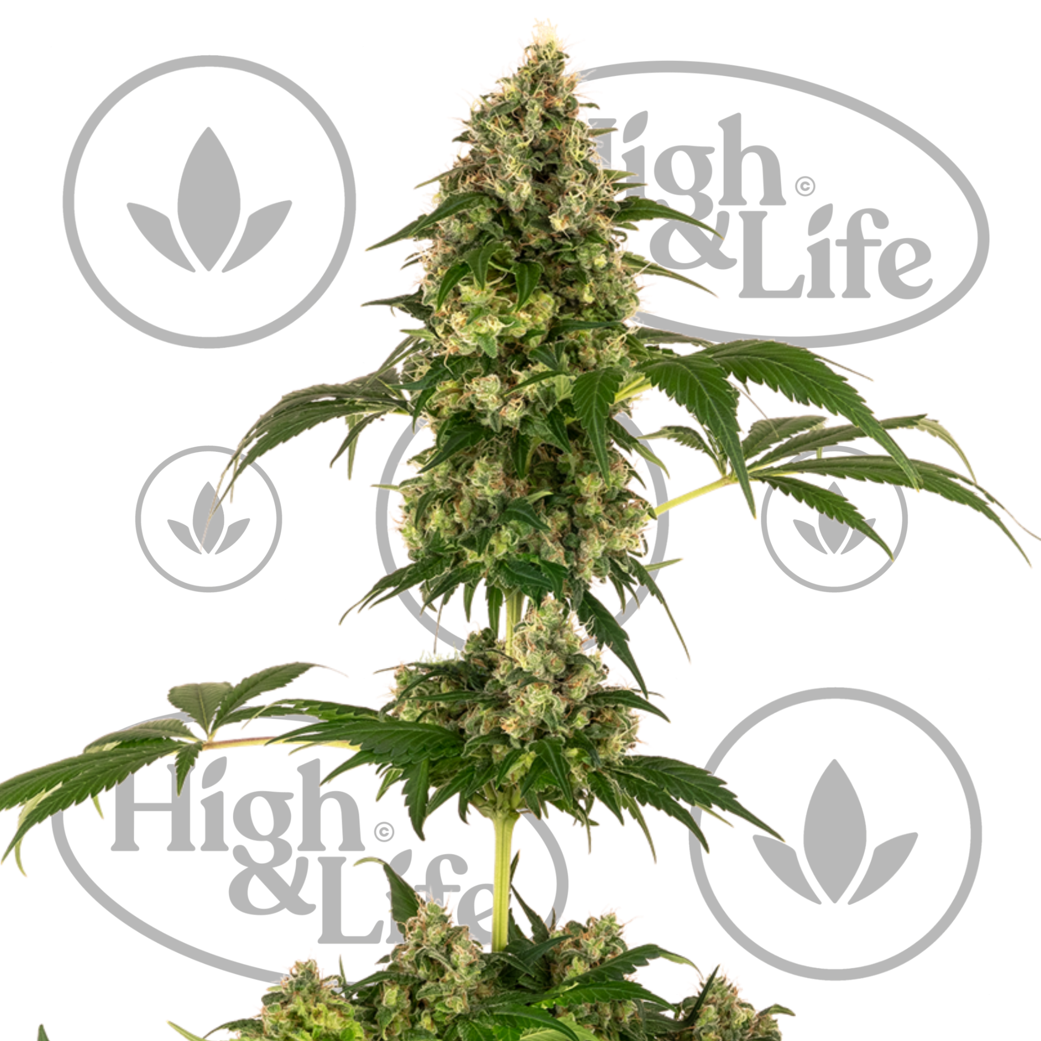 Cobalt Haze (Feminisoitu) – Sensi Seeds Kannabiksen Siemenet | Highlife ...