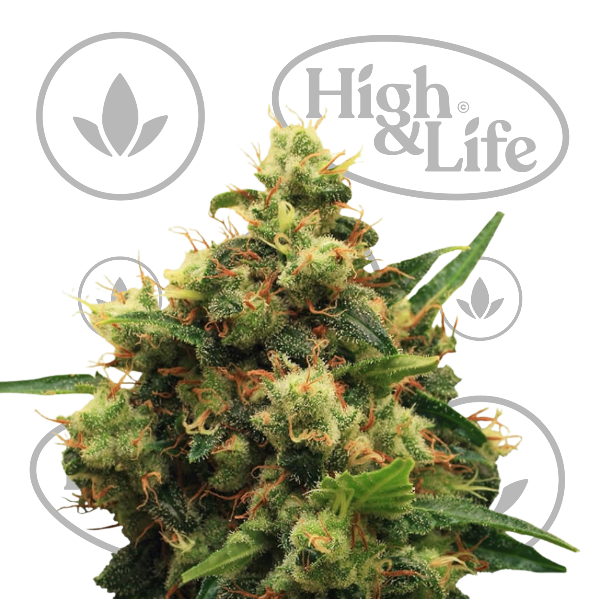 Painkiller XL (Feminisoitu) – Royal Queen Seeds Kannabiksen Siemenet ...